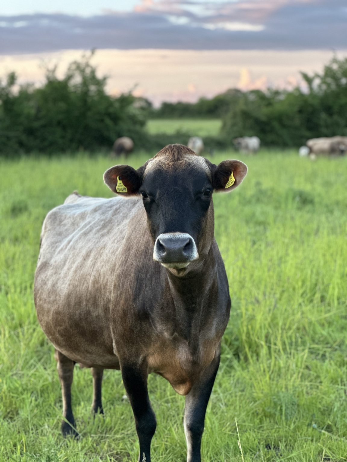 Old Hall Farm - All Things Norfolk