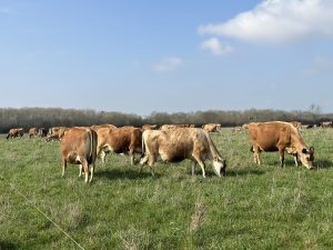Old Hall Farm - All Things Norfolk