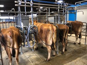 Old Hall Farm - All Things Norfolk